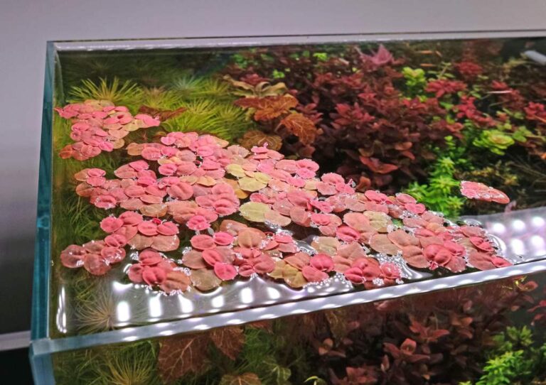 Best Aquarium Floating Plants: Top Picks for a Vibrant Tank - Build ...